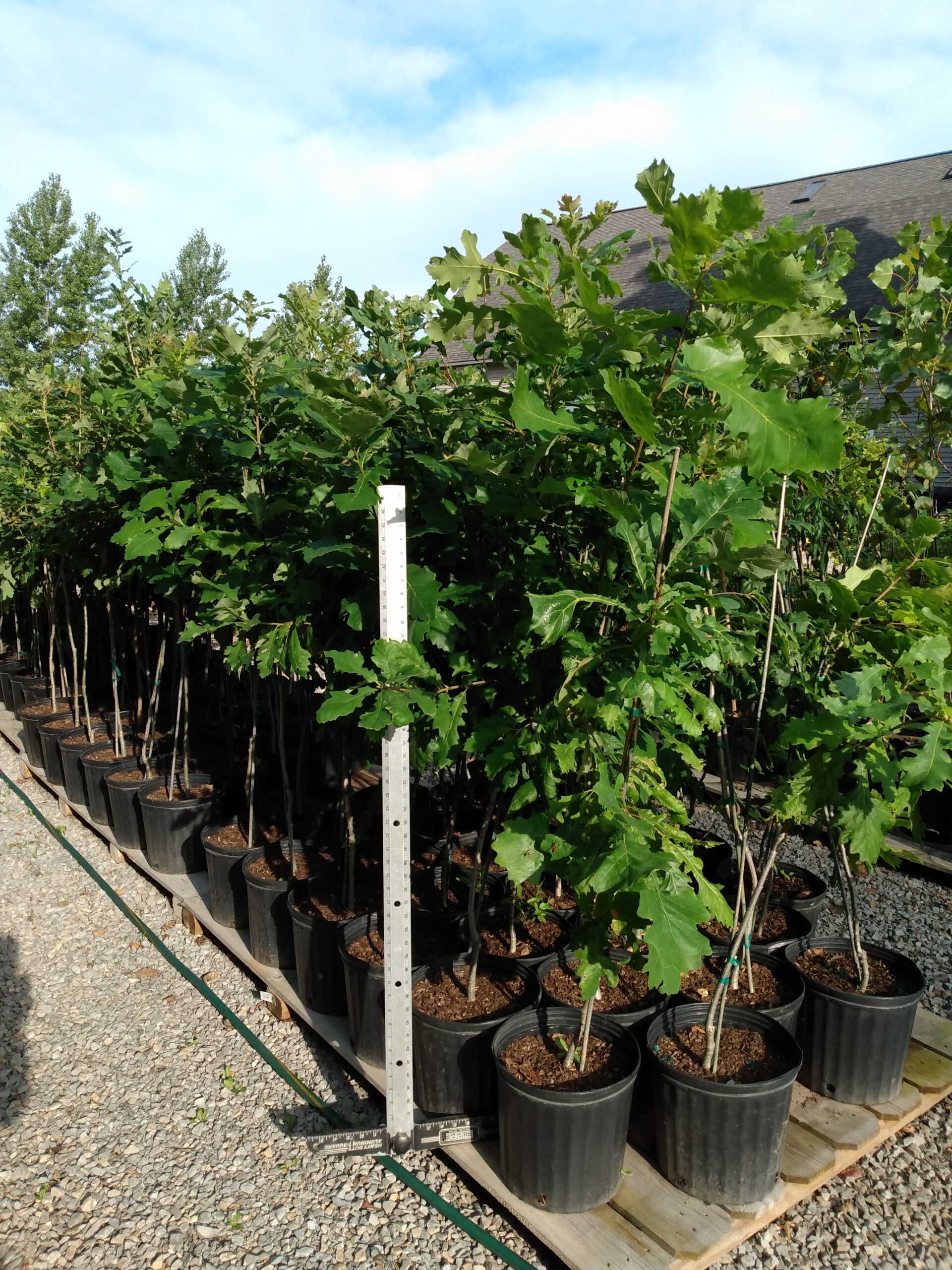 Services – Barnpatch